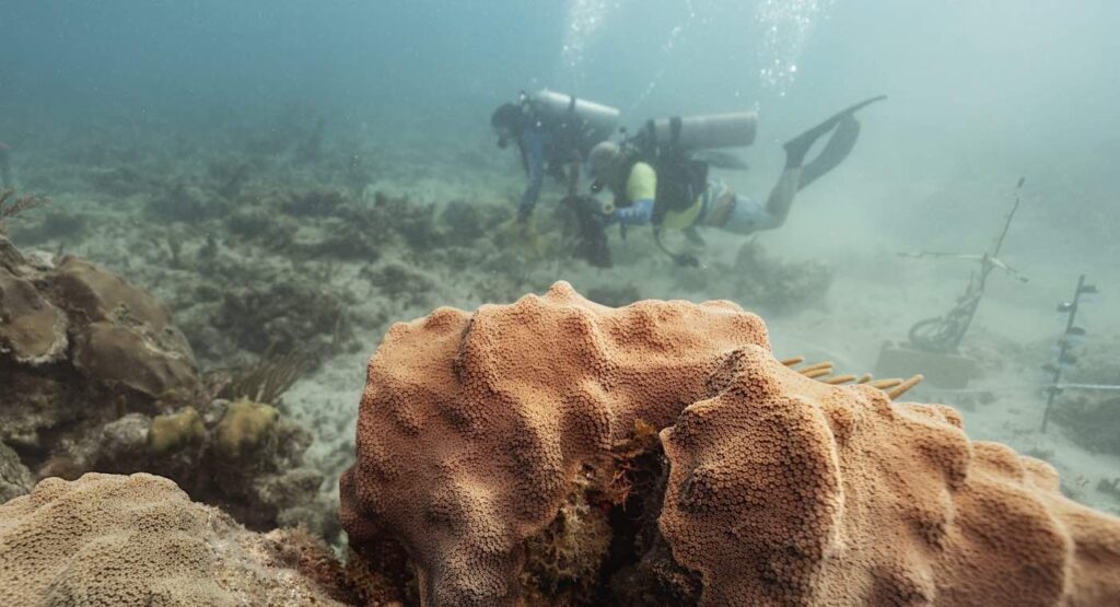 Reviving Coral Reefs: Broadcasting Healthy Reef Sounds Stimulates Coral ...