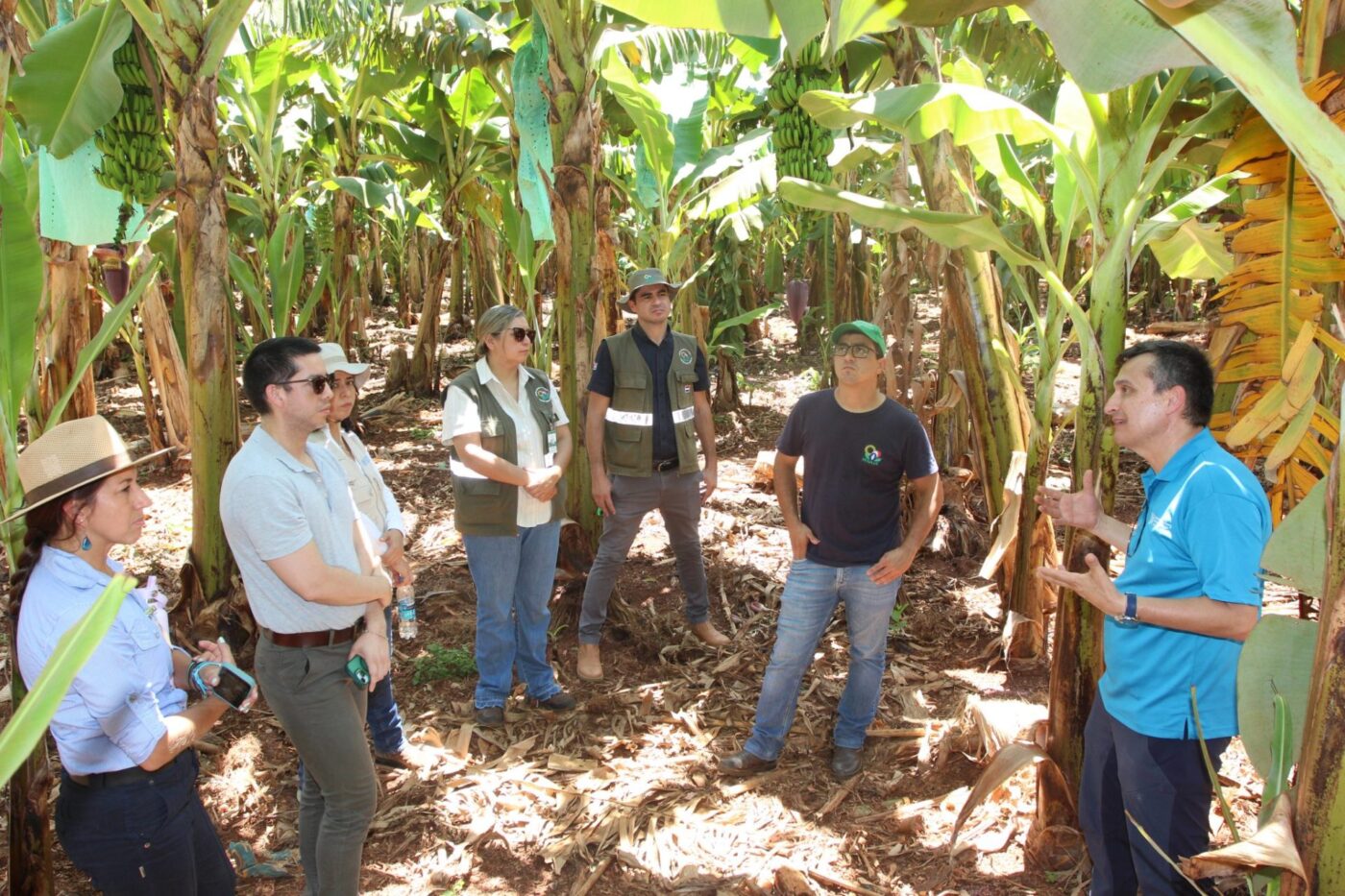 Senave Preparing To Protect Bananas In The Event Of A Fungal Outbreak