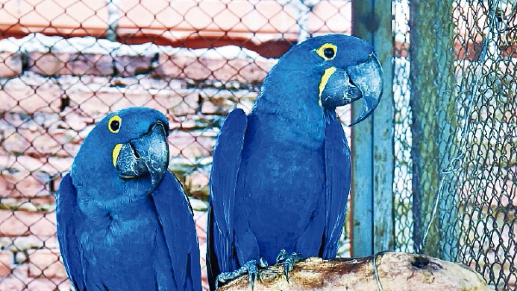 Birdwatching in Paraguay: A Peaceful Journey Into Nature’s Hidden Treasures
