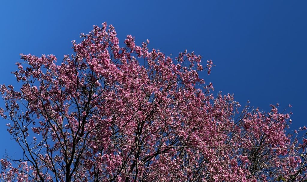Lapacho, Paraguay’s National Tree: The Winter Bloom That Colours A Nation
