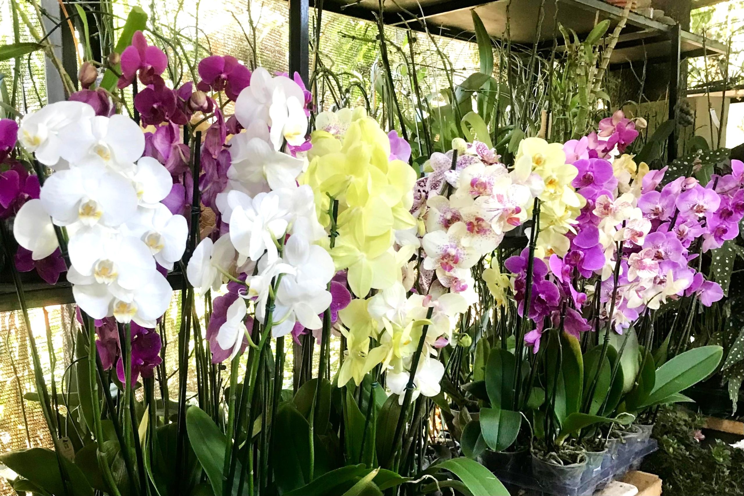 Flower Power: Encarnación To Host Great Orchid Exhibition 2025