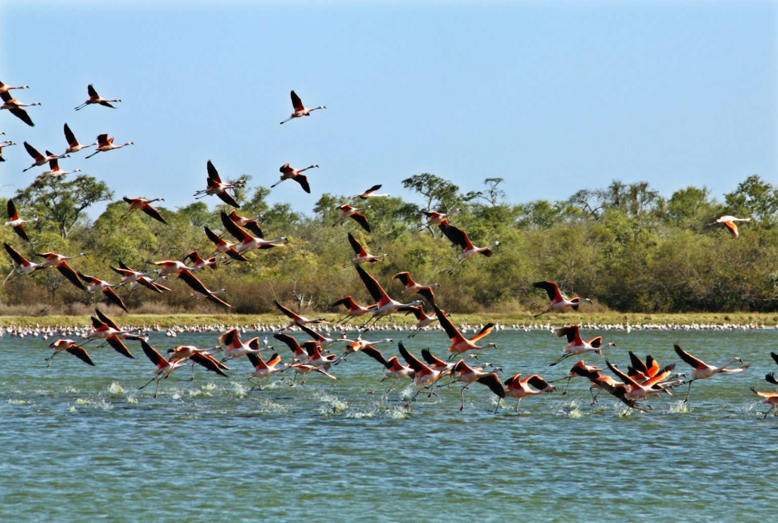Paraguay Takes Flight: Asunción To Host 15th South American Bird Fair ...