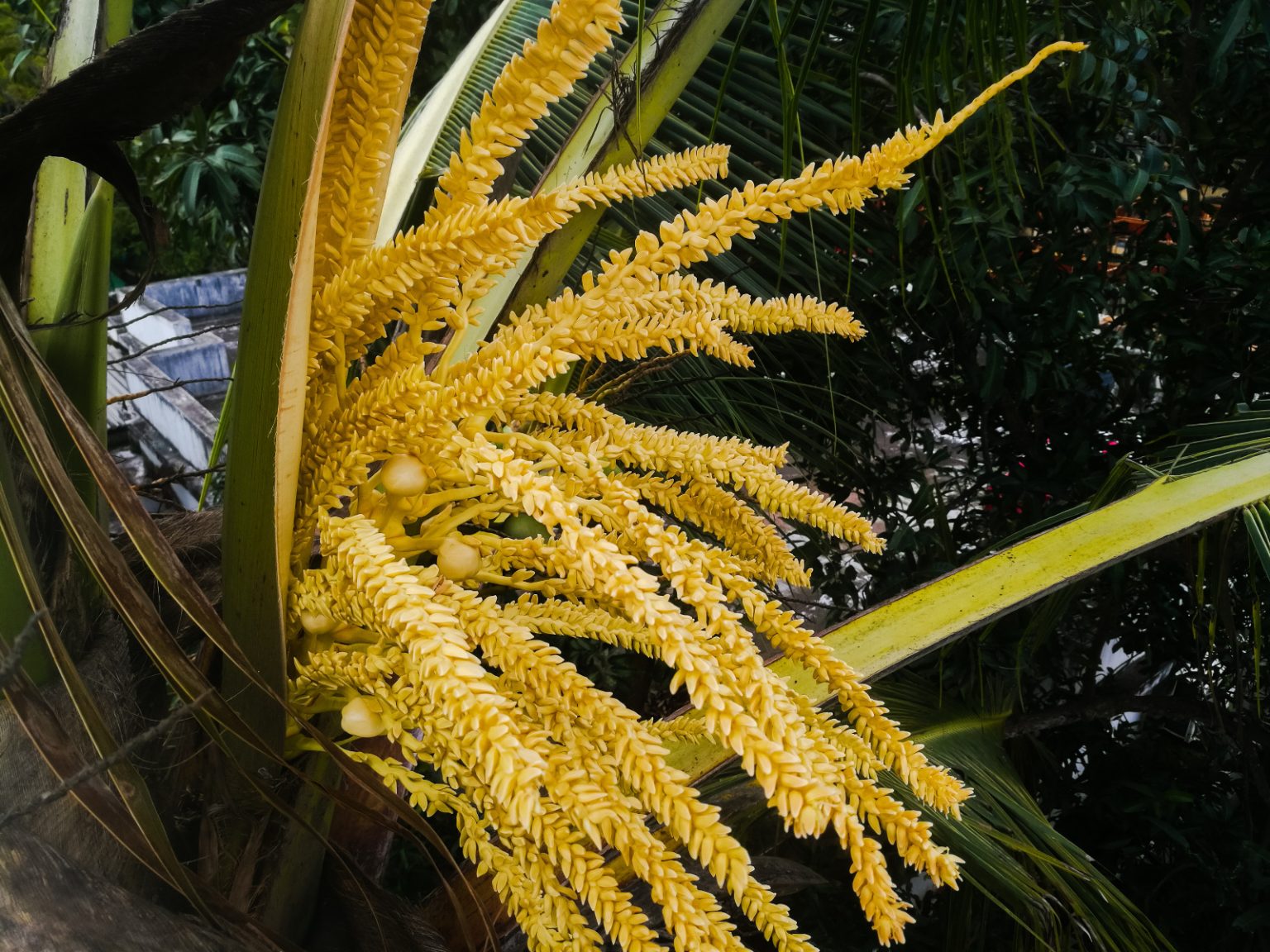 Discovering The Iconic Coconut Flower: The Sweet Scent Of Paraguayan ...
