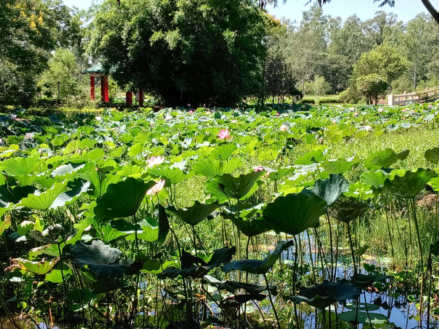 Pink And Purple Magic In Paraguay: Lotus Season Creates Serene Escape ...