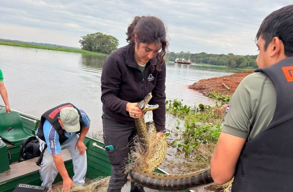 Trapped Anaconda Rescued From Fishing Net By Paraguayan Park Rangers