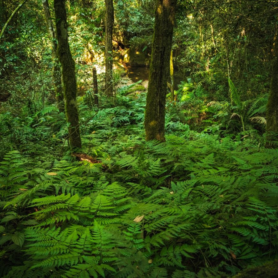 Expo Madera 2026 To Highlight Paraguay's Growth As Regional Forestry Power